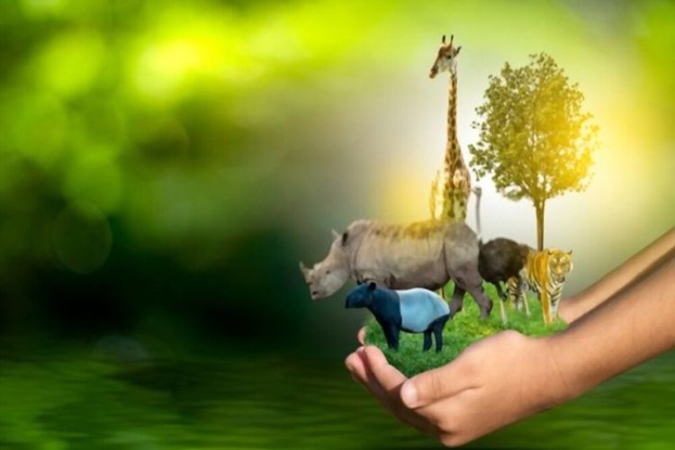 NCW Reintroduces More Than 10,000 Animals to Support Biodiversity ...